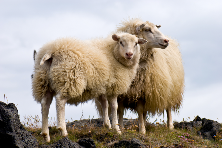 A Brief History of Wool – Domestication, Breeding, and Economics – the ...